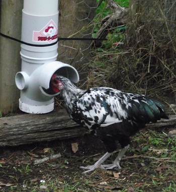 Happy chooks, happy home: Best ever chook feeder