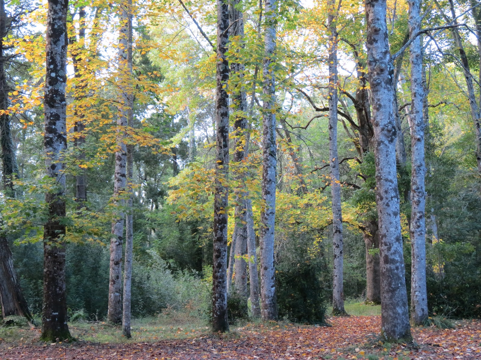 Zee Azul: Pinhal de Leiria