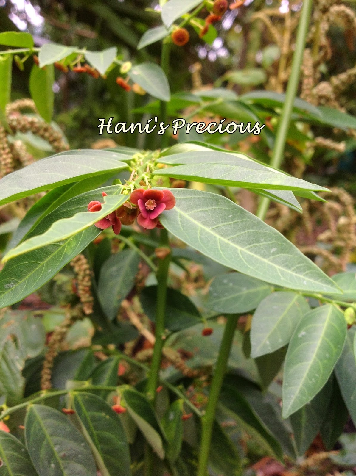 Hani's Precious: Pucuk Manis @ Cekur Manis