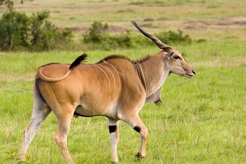 Mhofu /Mpofu Totem - what they represent