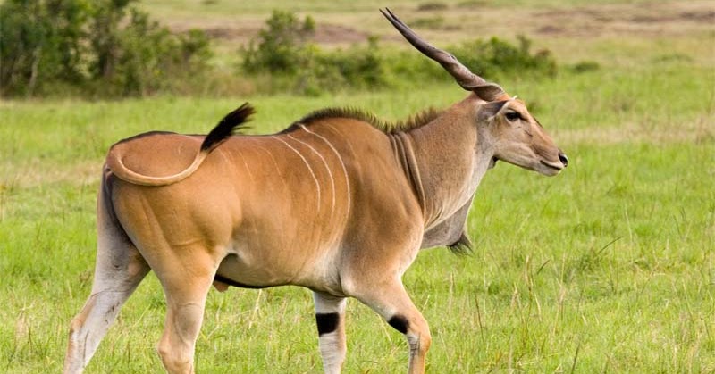 Mhofu /Mpofu Totem - what they represent