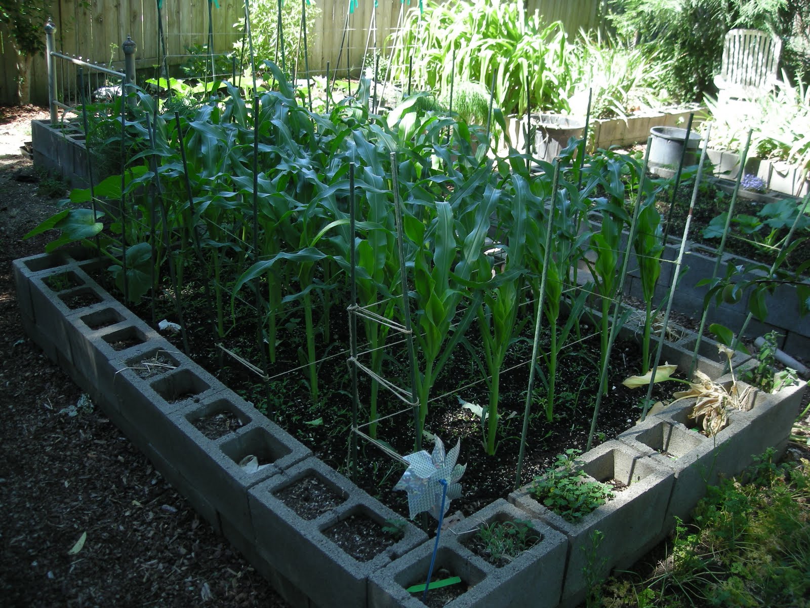 Laure's Gardens: Corn Lodging in the Home Garden