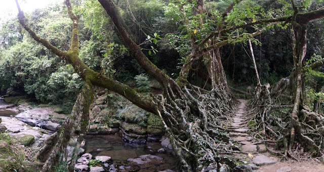 The Living Root Bridges of India ~ Kuriositas