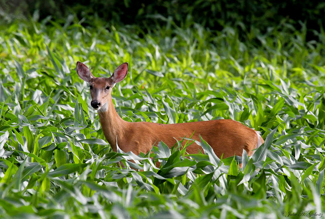 Nature's Splendor: Country Critters