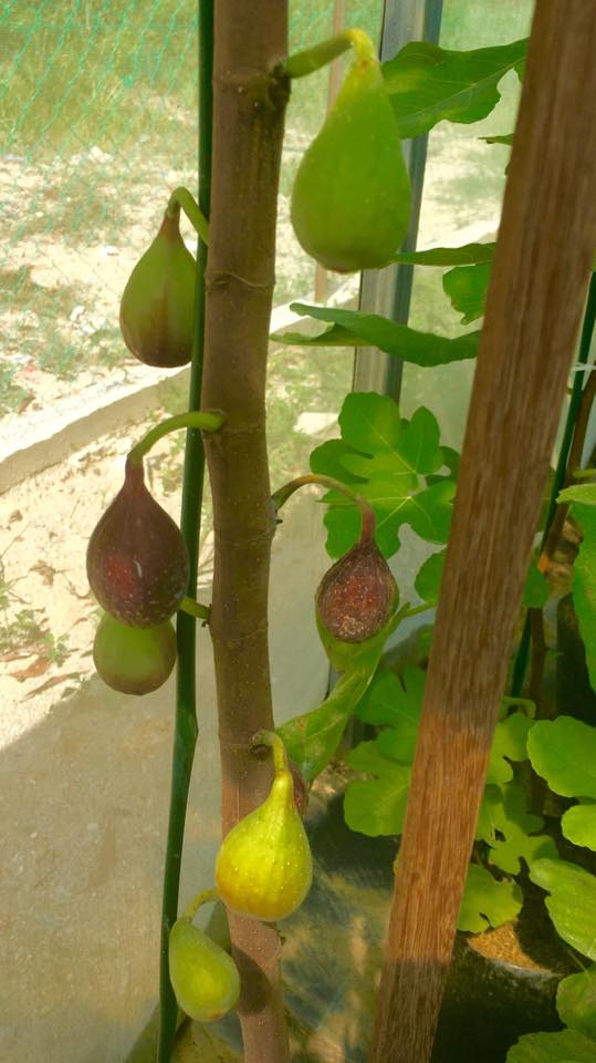 Figs Photo Collection Around the World: FICO SECCO Figs