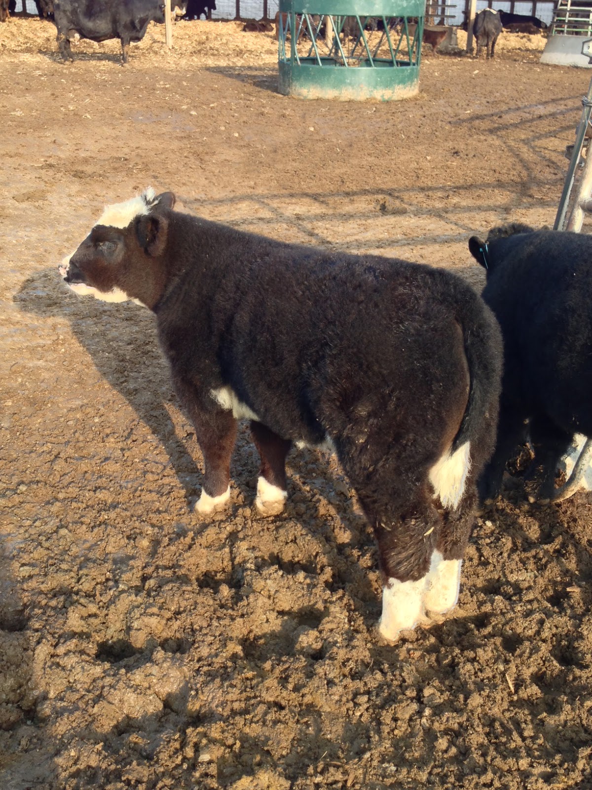 Lautner Farms: TODD SIMES, OHIO - HEAT WAVE BULL