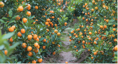 Aqui eu Aprendi!: Uma vida de Frutificação