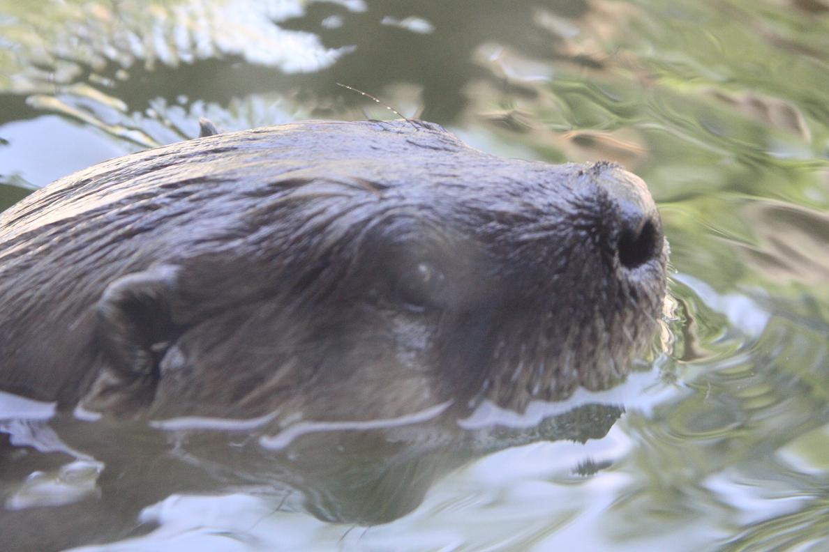 Michigan Exposures: Potter Park Zoo - Lansing