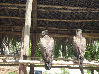 T-E-M-B-E-A Tanzania: Dar Es Salaam Zoo