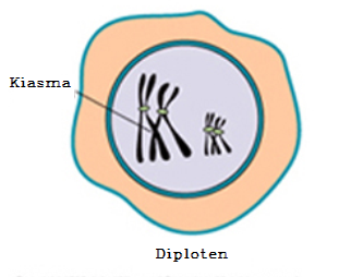 BERBAGI: pembelahan sel