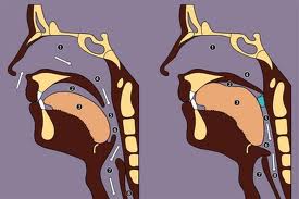 Biología: La deglucion