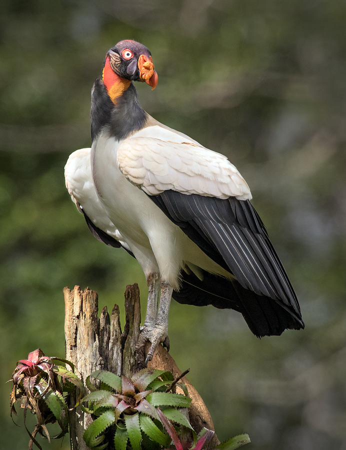 Limpian, fijan y dan esplendor. Los buitres del Nuevo Mundo.
