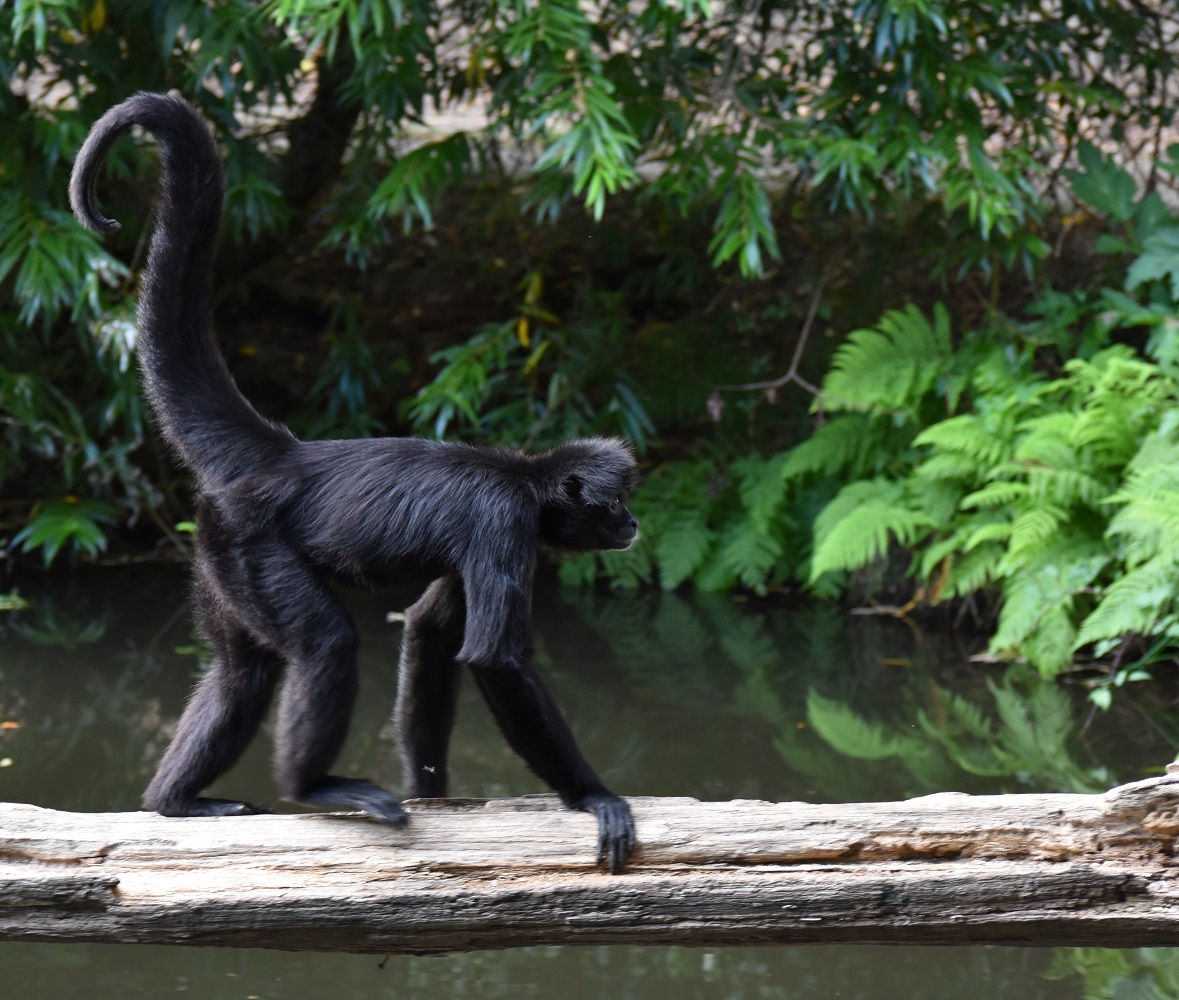 ZOOTOGRAFIANDO (MI COLECCIÓN DE FOTOS DE ANIMALES): MONO ARAÑA DE ...