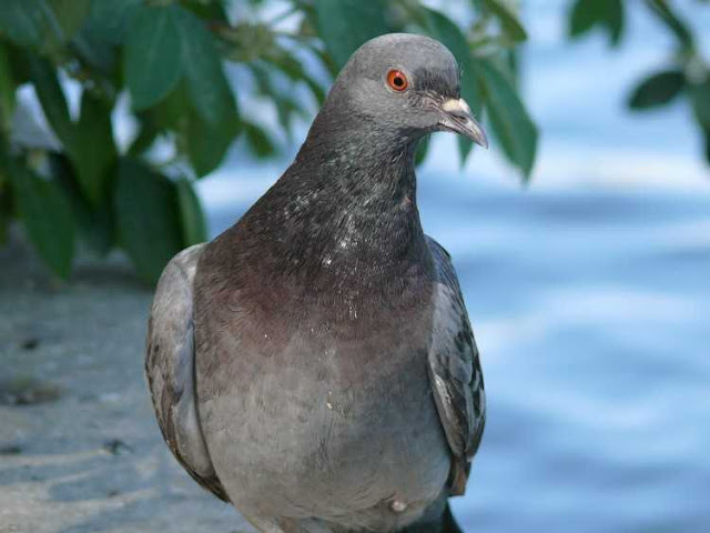 Mis amigas las palomas: Fotos paloma bravía (columba livia, paloma ...
