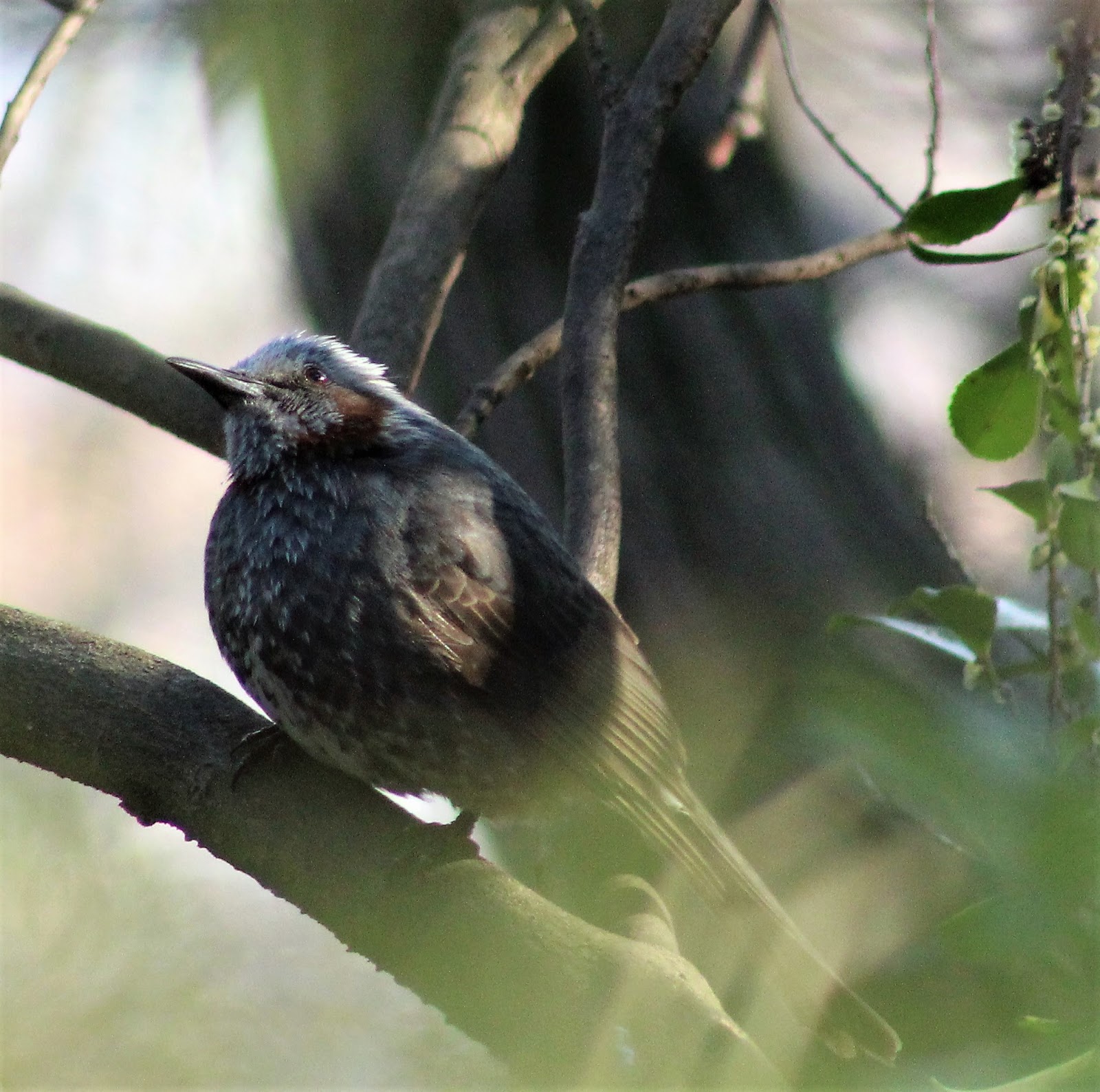 A Wanderer's Yarns: Mt. Kabuto Forest Park