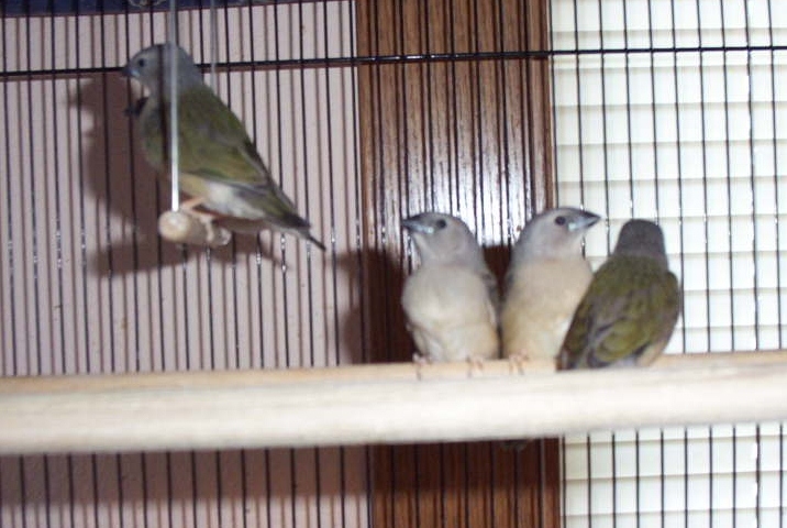 The Splendid Bourke Bird Blog: Finch and Parakeet Differences