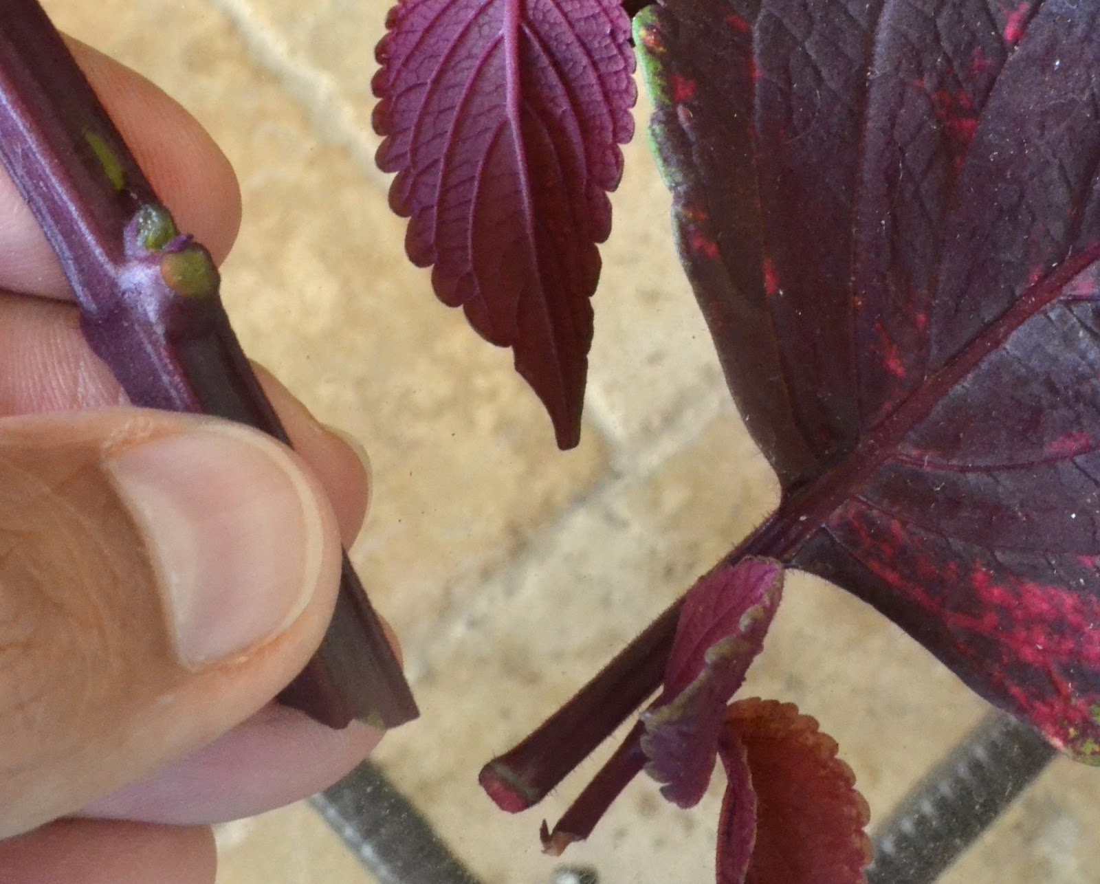 The Homeless Finch: How To Root Coleus. It's Easy. (and a Feature!)