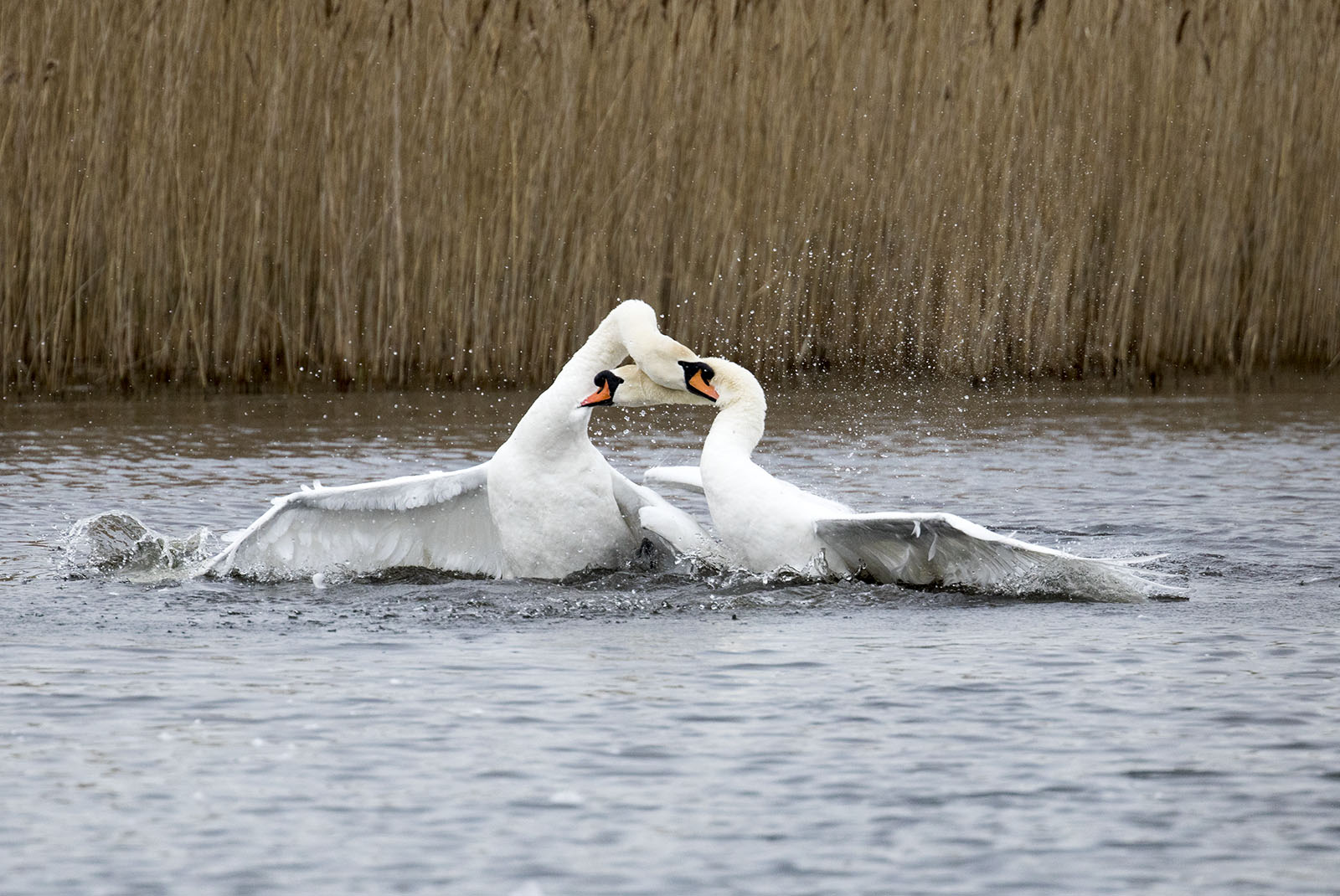 Mute Swan serious fight | Best Images