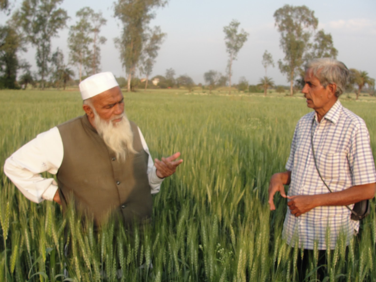 NATURAL WAY OF FARMING (ऋषि-खेती ) : सन और गेंहूं की कुदरती खेती