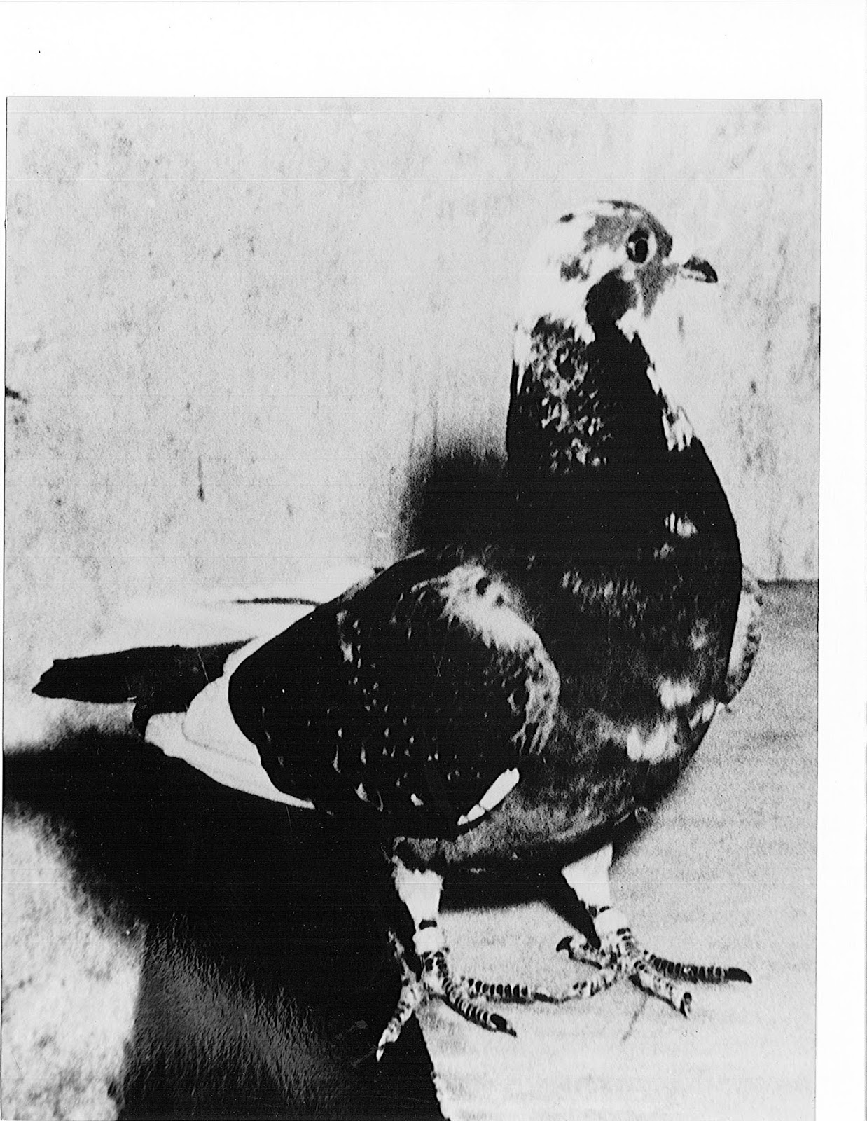 World War 2 History and the WW2 Pigeons: War Pigeons: Captain Fulton, G ...