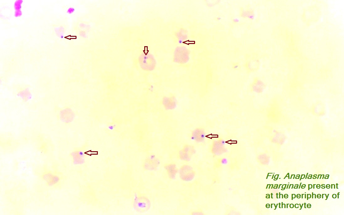 VETERINARY PARASITOLOGY: ANAPLASMOSIS
