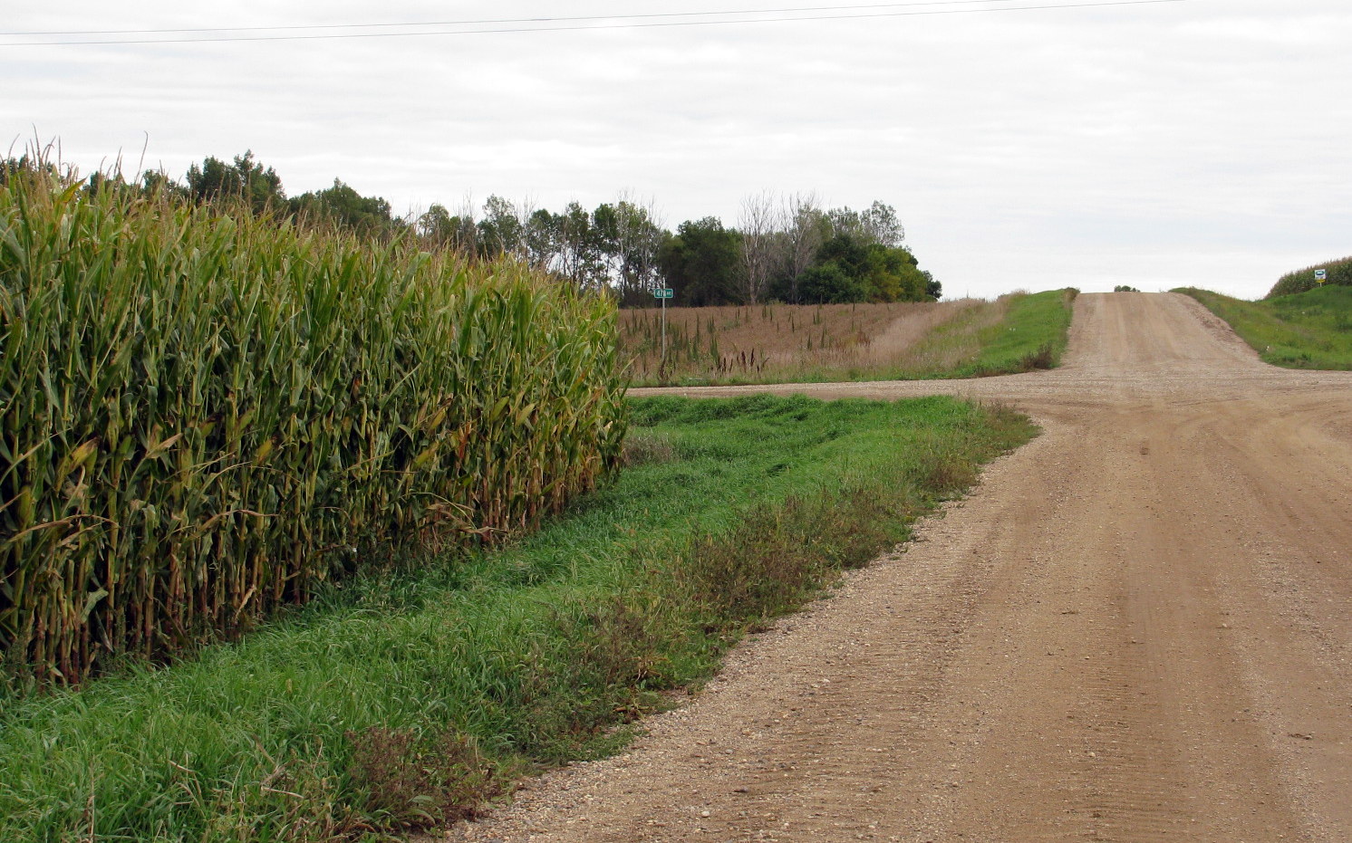 The Rural Blog: High corn stalks creating deadly situations at ...