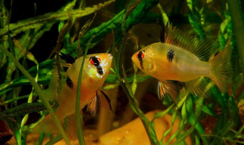 Fish Index: Ram Cichlid (Papiliochromis ramirezi)