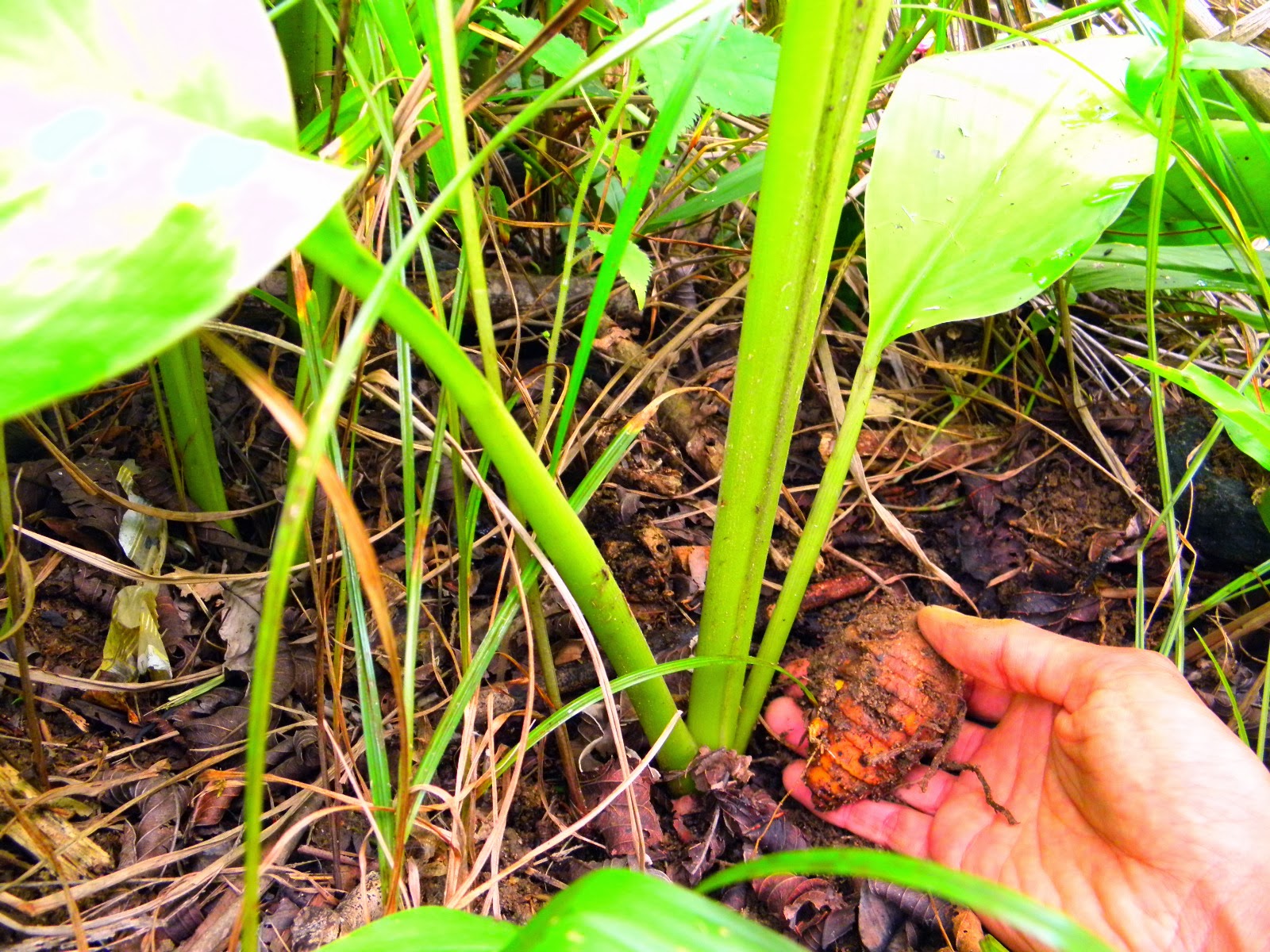 Cúrcuma: planta perene, cuja colheita ocorre somente após 1 ano do plantio
