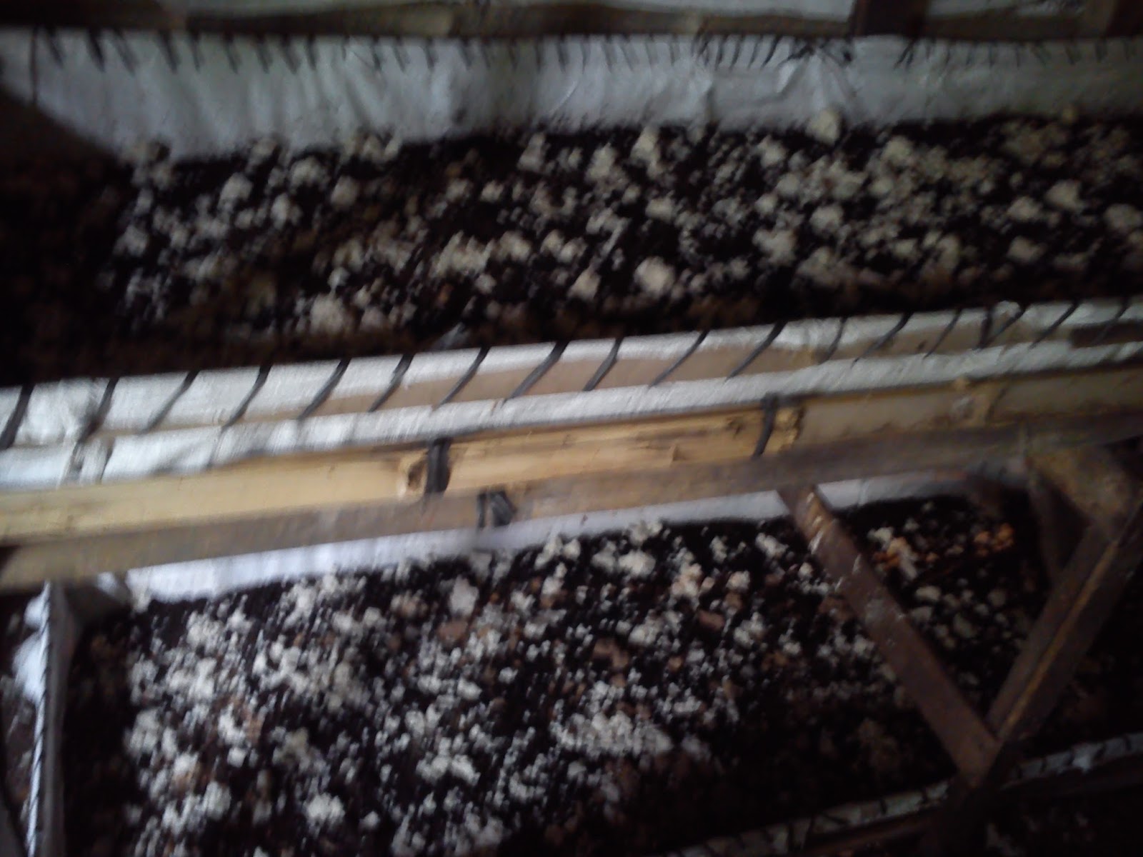 budidaya cacing tanah, ternak cacing tanah, jual cacing