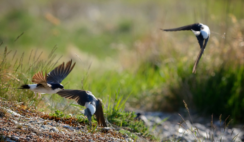 Knuts fugleblogg: Svaler i samarbeid