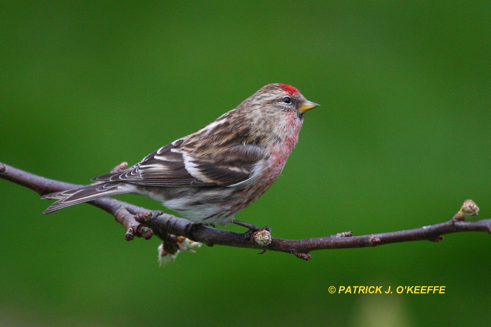 Raw Birds: March 2013