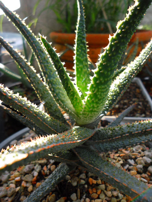 Thaisucculents: Aloe 'Dragon' KZ
