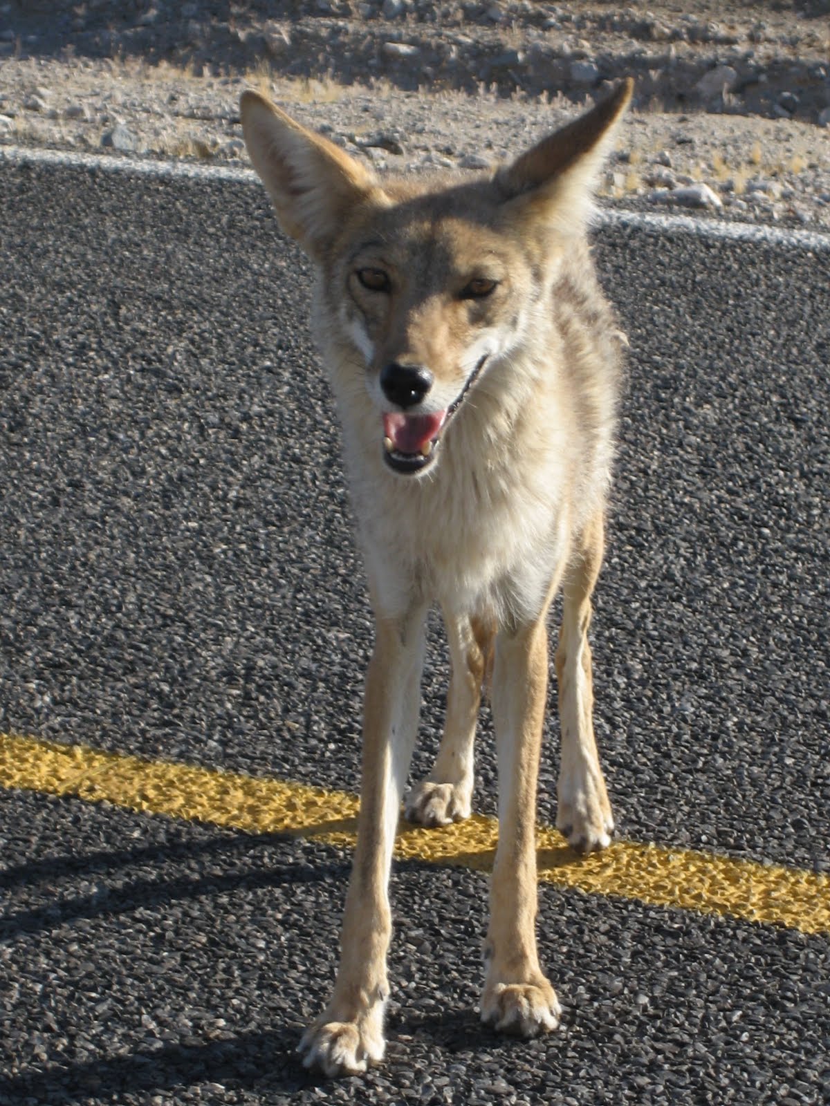 Matthew's Big Adventure Travel Blog: Cali Chap 2 - To Death Valley Nat ...