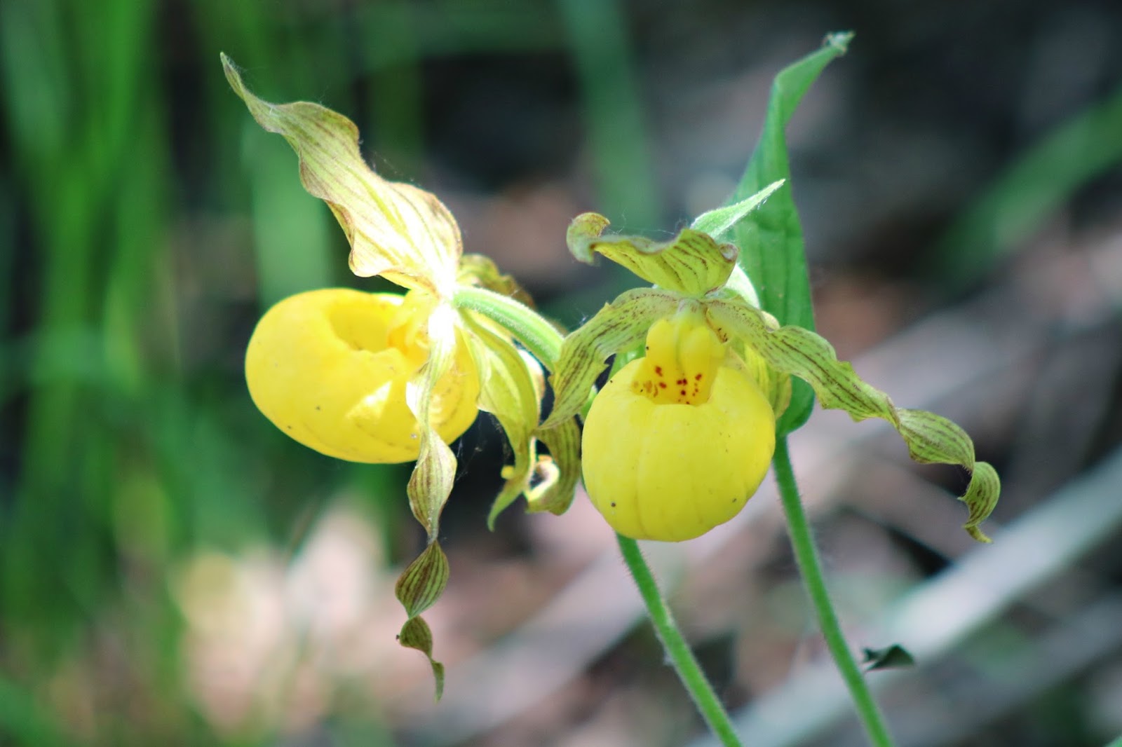 Our Retirement Days: Wild Yellow Lady's Slipper