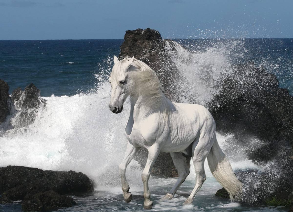 IMAGENES DE CABALLOS: IMAGEN DE CABALLO BLANCO EN EL AGUA