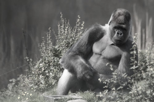 red cheeks factory: Bokito