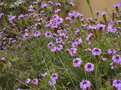 Mother Nature's Backyard - A Water-wise Garden: Plant of the Month ...