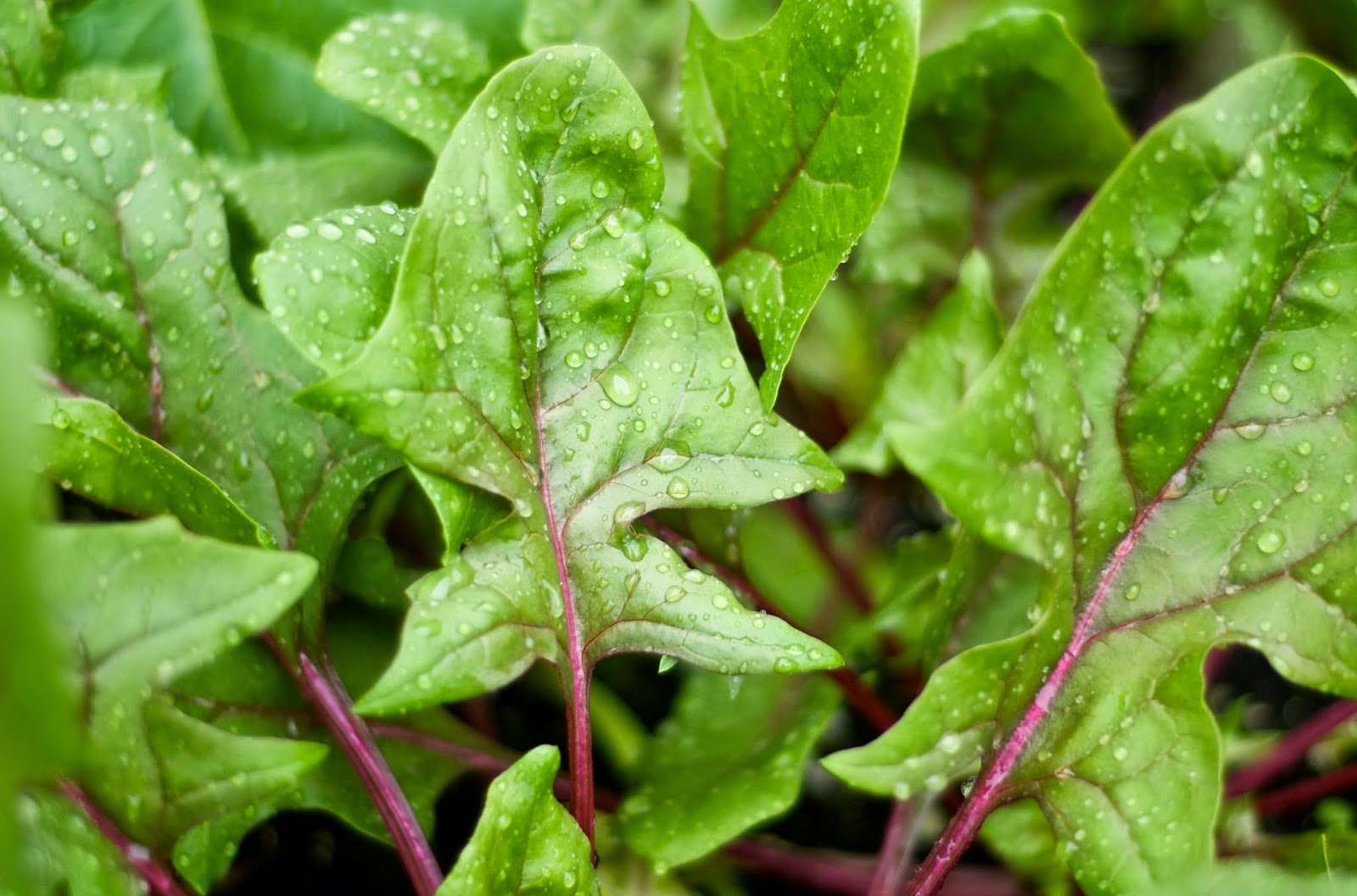 Beautiful Living : The Health Benefits of Spinach