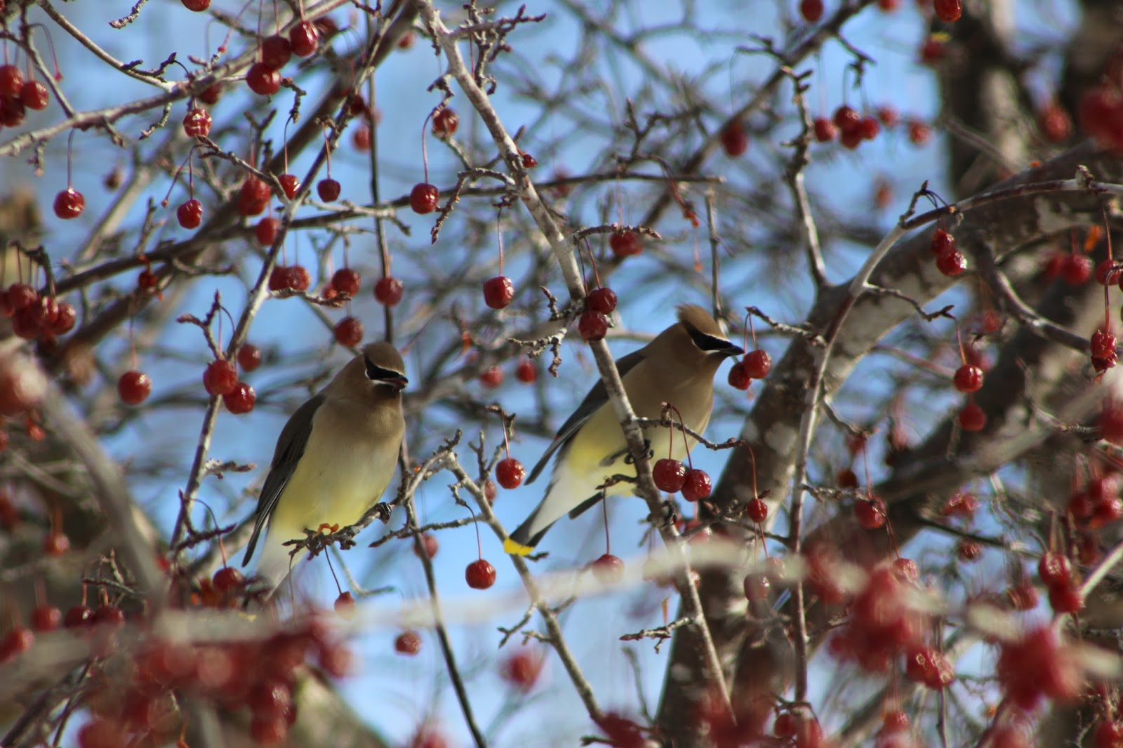 The Unlikely Homeschool: 50+ Items to add to a Nature Notebook