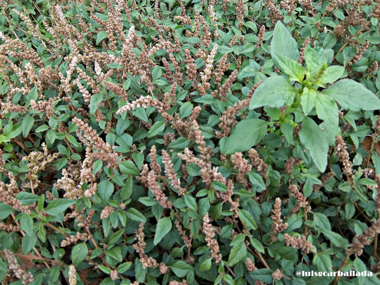 BLEDO (AMARANTUS BLITUM).