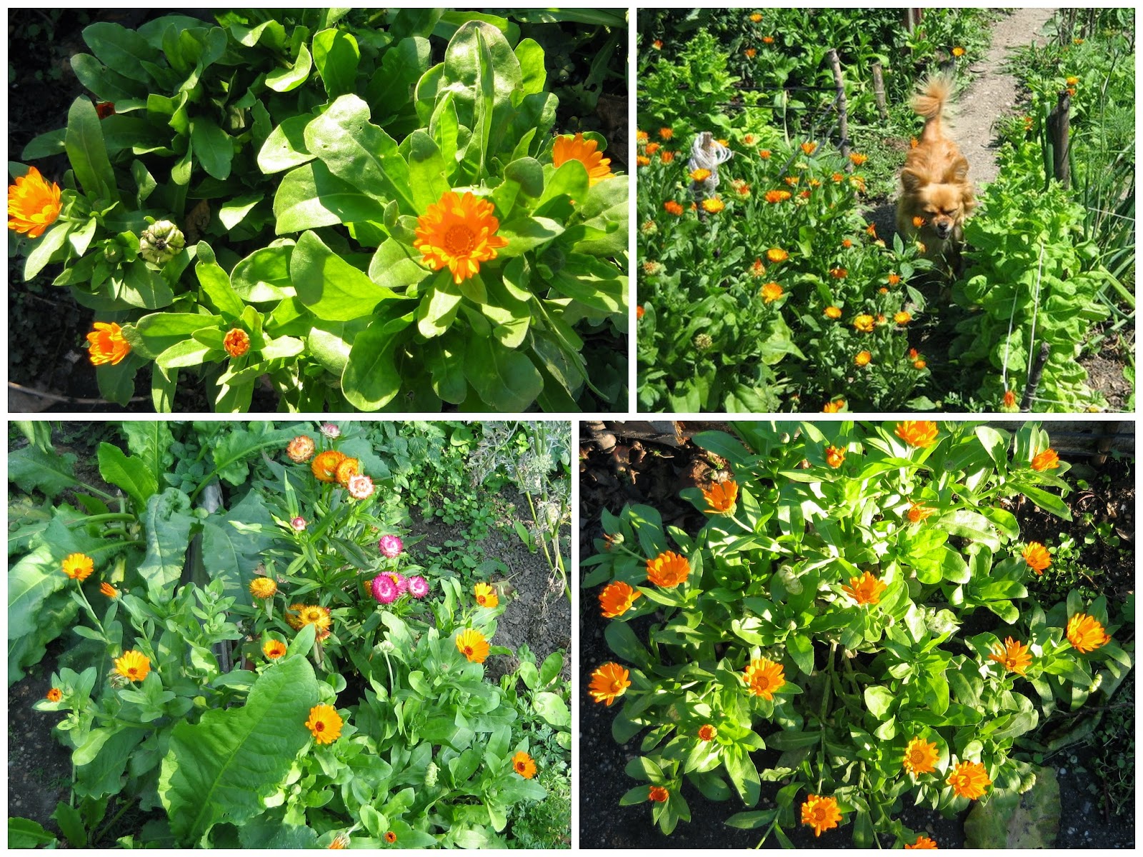 Seminte si plante de gradina hobby: Galbenele-Calendula officinalis