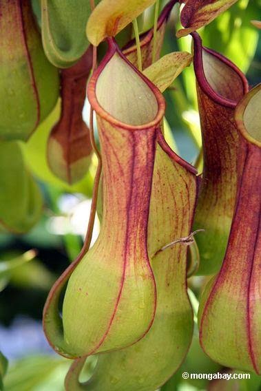 Biomimicry Design: Inspired by Nature: Pitcher Plant inspires worlds ...