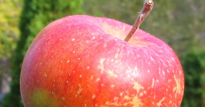 King (Tompkins King) - Adam's Apples