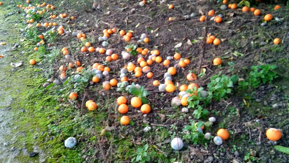 La cascola del capitale - Apocalottimismo