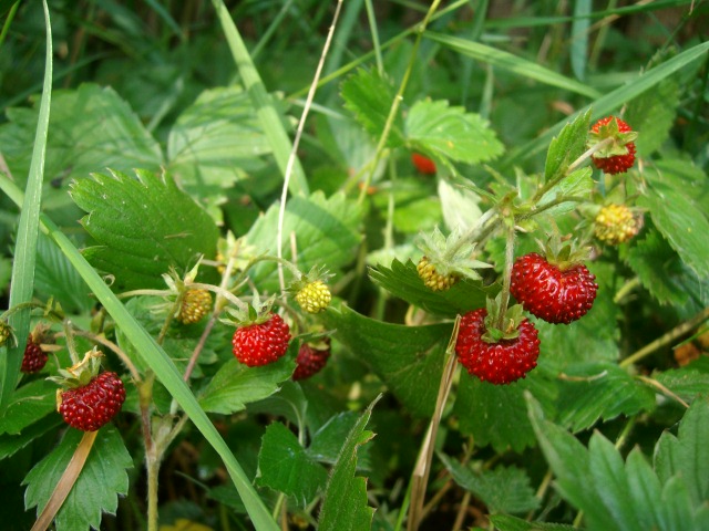 Aquarium of Vulcan: Wild Strawberries