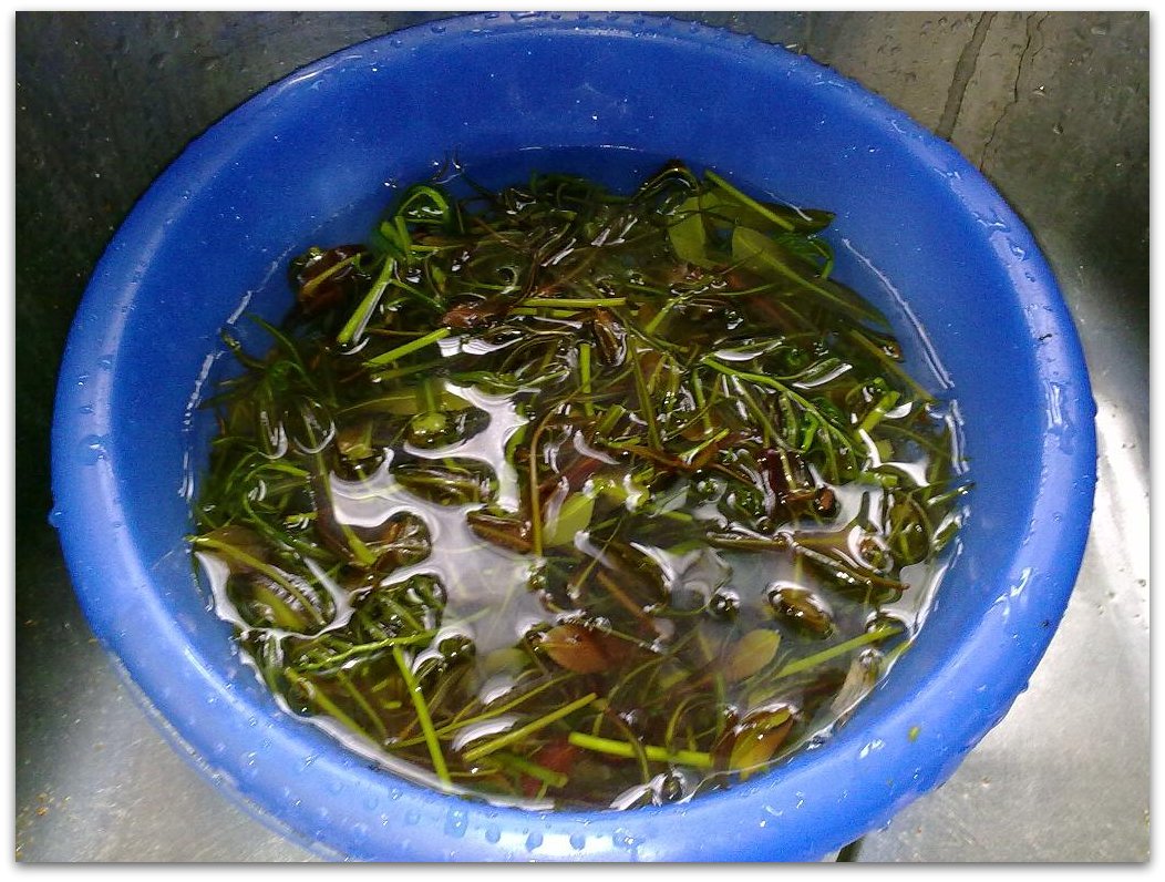 TUMIS PUCUK PAKU MERAH | Tirana Aduka