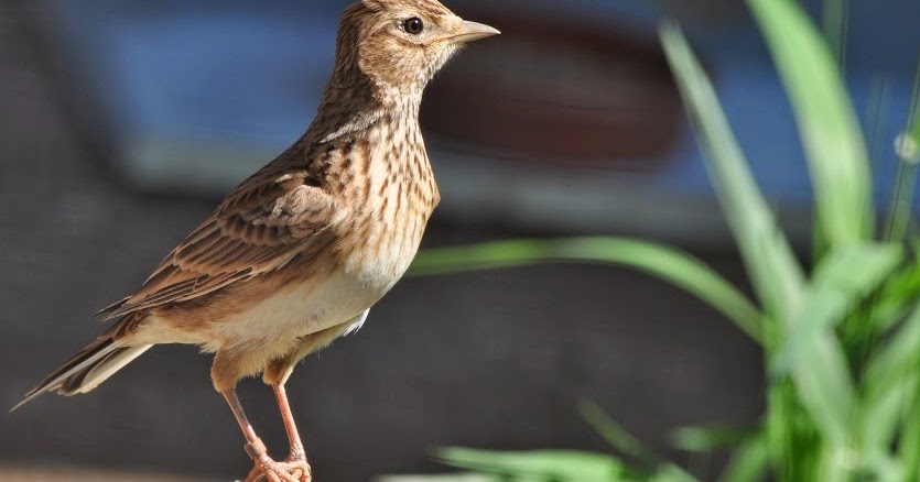 ZOOTOGRAFIANDO (6.100 ANIMALS): ALONDRA COMÚN / EURASIAN SKYLARK ...