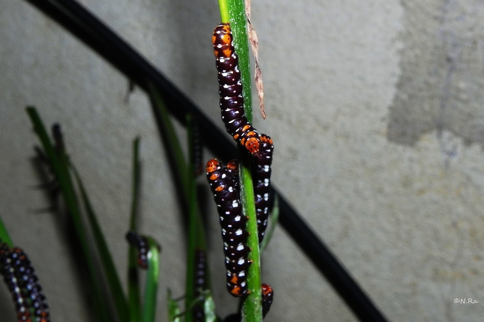 Lepidoptera Life cycle: Life Cycle images of Polytela gloriosae (Lily Moth)