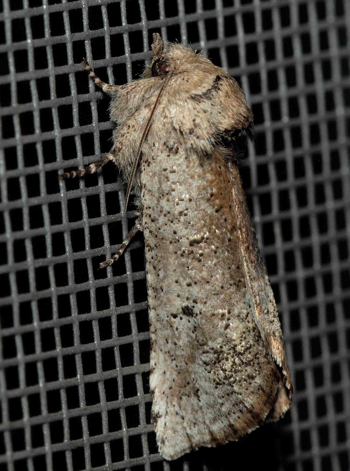 Red's Good Vs. Evil Cow Barn: A Big Night for Moths (Muths)