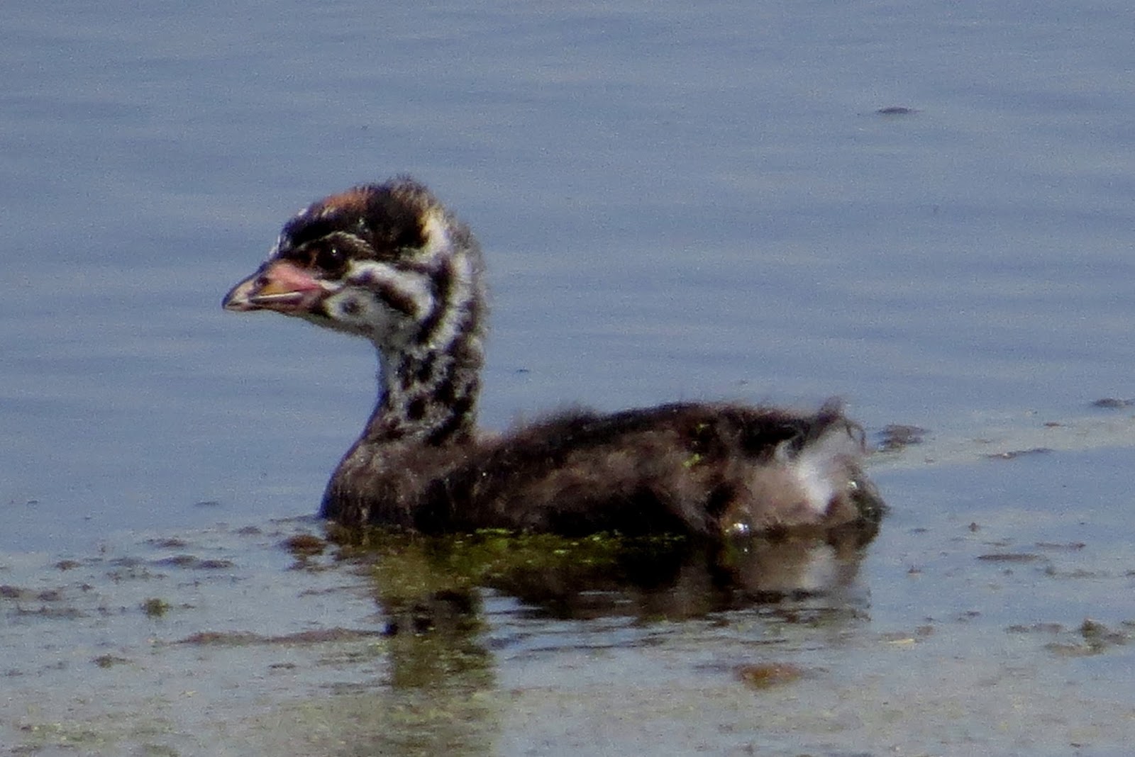 Still Life With Birder: The Hell Diver